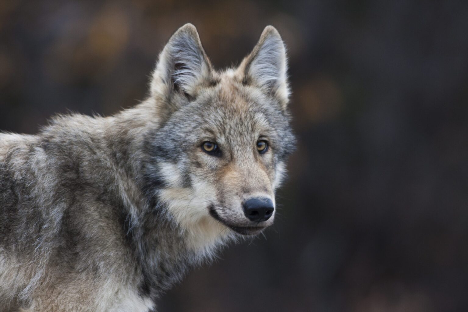 Eyes of the Wolf - Alaska Wildlife Images